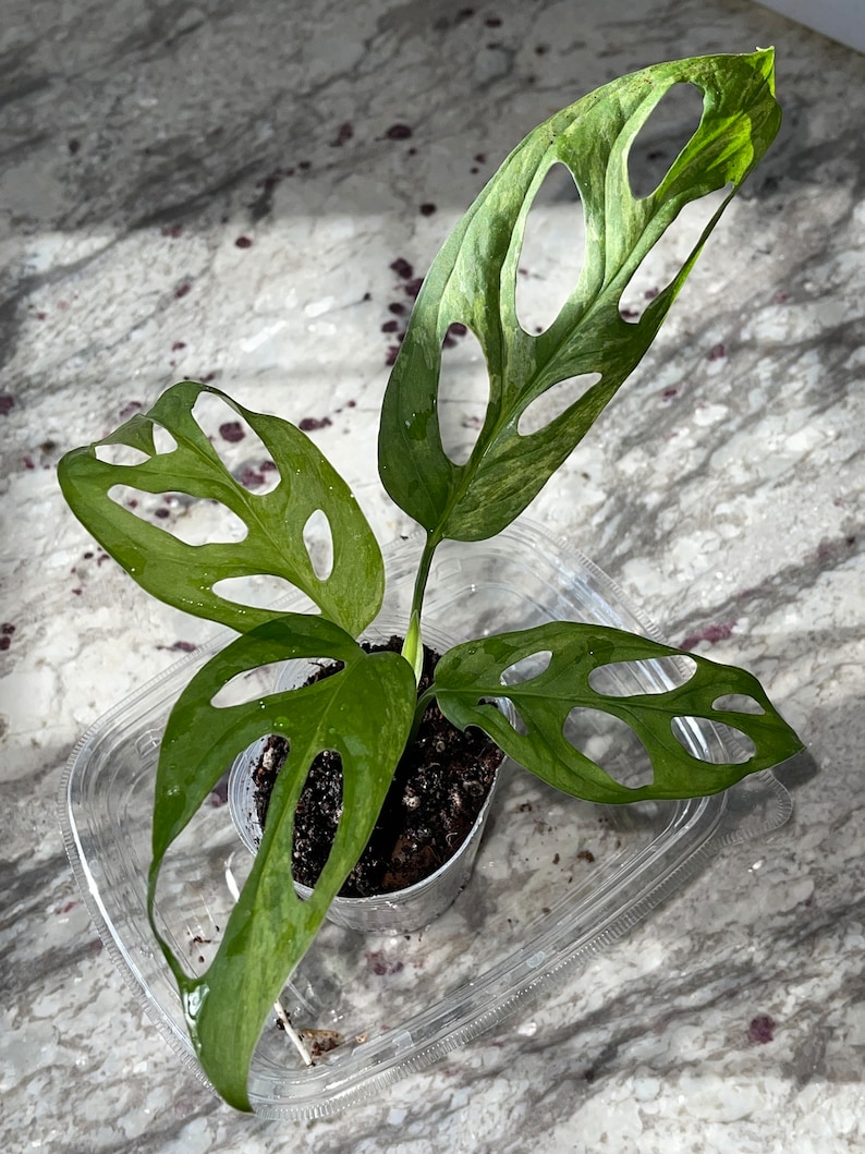 RARE Monstera Adansonii Mint Fully-rooted Plant *US Seller* - Etsy