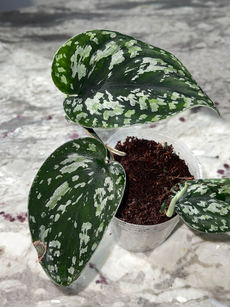 RARE Scindapsus Tricolor Mature 3-leaf *US Seller* - Etsy
