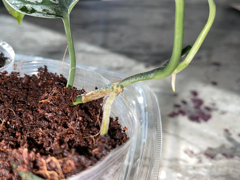 RARE Scindapsus Tricolor Mature 3-leaf US Seller - Etsy