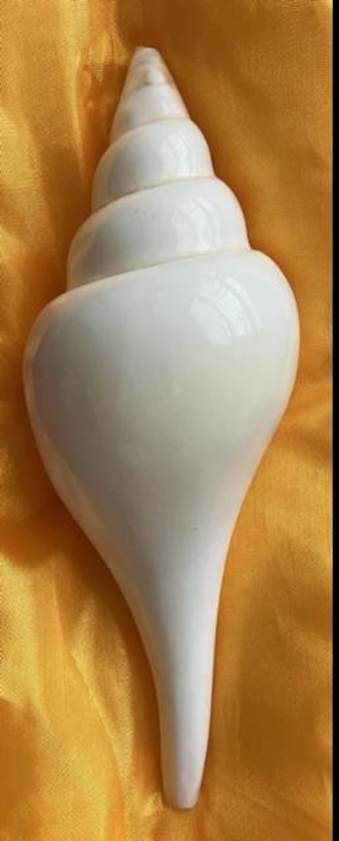 Valampuri Sangu Shell. - Etsy