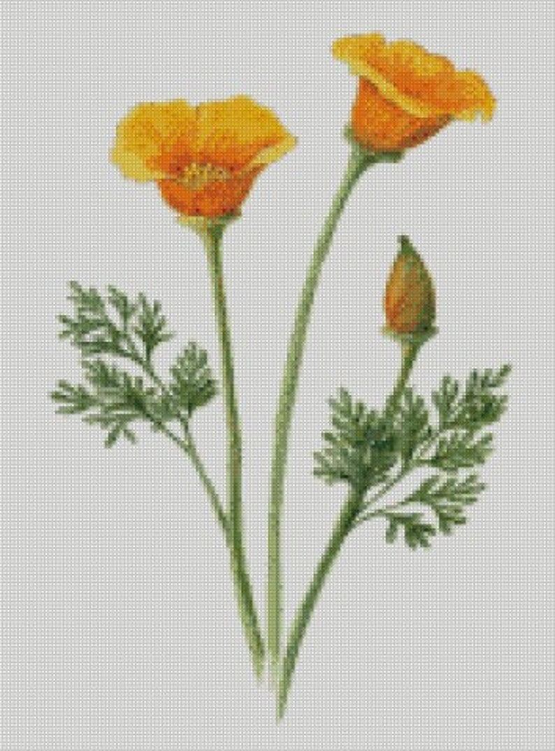 Cross Stitch Chart, Pattern, California, Flower, Poppy, State, Bloom ...