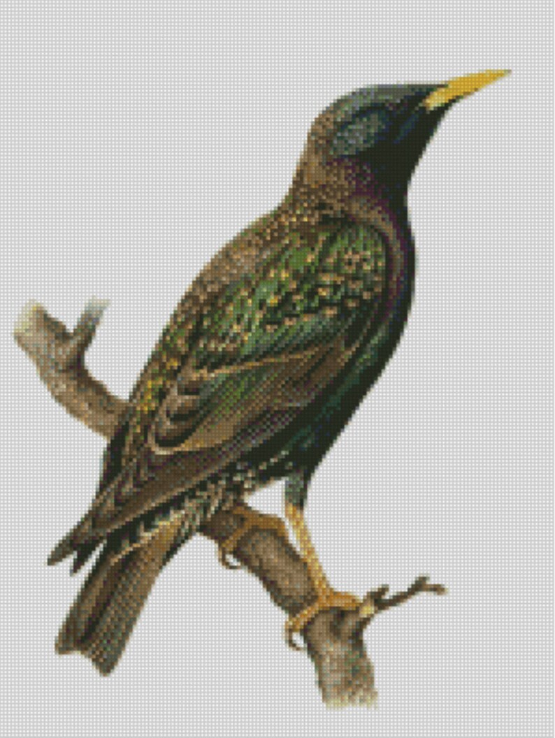 Cross Stitch Chart, Pattern, Starling, Bird, Wild, Garden - Etsy