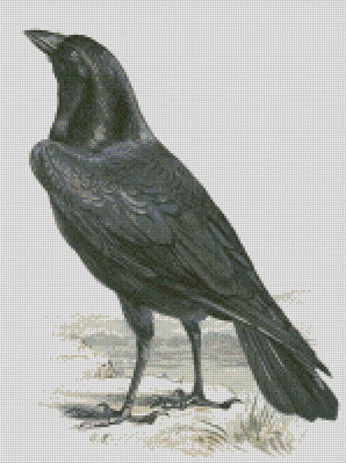 Cross Stitch Chart, Pattern, Crow, Bird, Black, Wild, Garden - Etsy