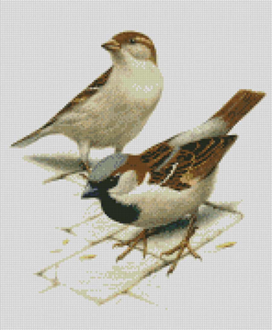 Cross Stitch Chart, Pattern, Sparrows, Bird, Wild, Garden - Etsy