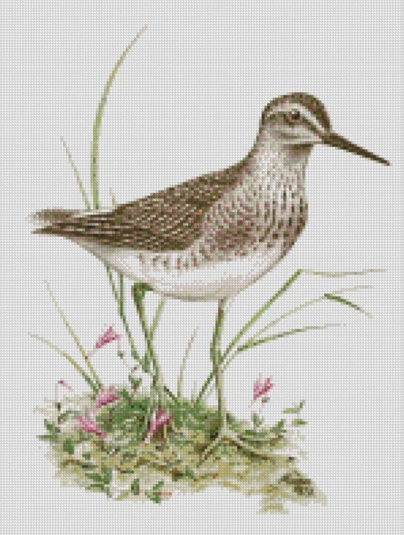 Cross Stitch Chart, Pattern, Sandpiper, Bird, Wild, Sea, Wader - Etsy