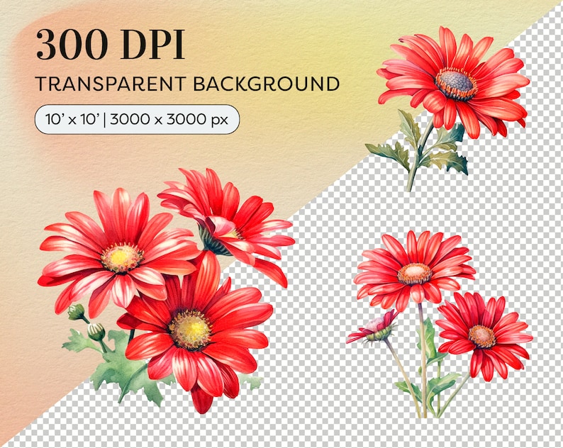 Watercolor Red Daisy Clipart - Watercolor Flowers PNG - Commercial Use ...