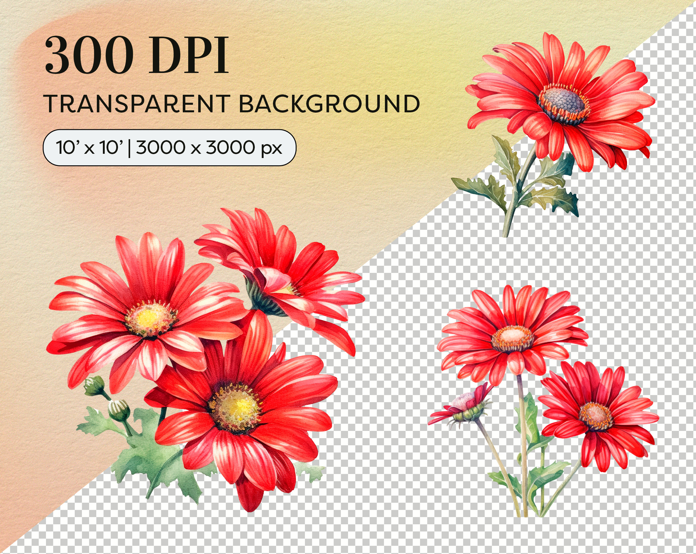 Watercolor Red Daisy Clipart - Watercolor Flowers PNG - Commercial Use ...