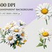 Watercolor Daisy Flower Clipart - Watercolor Flowers PNG - Commercial ...