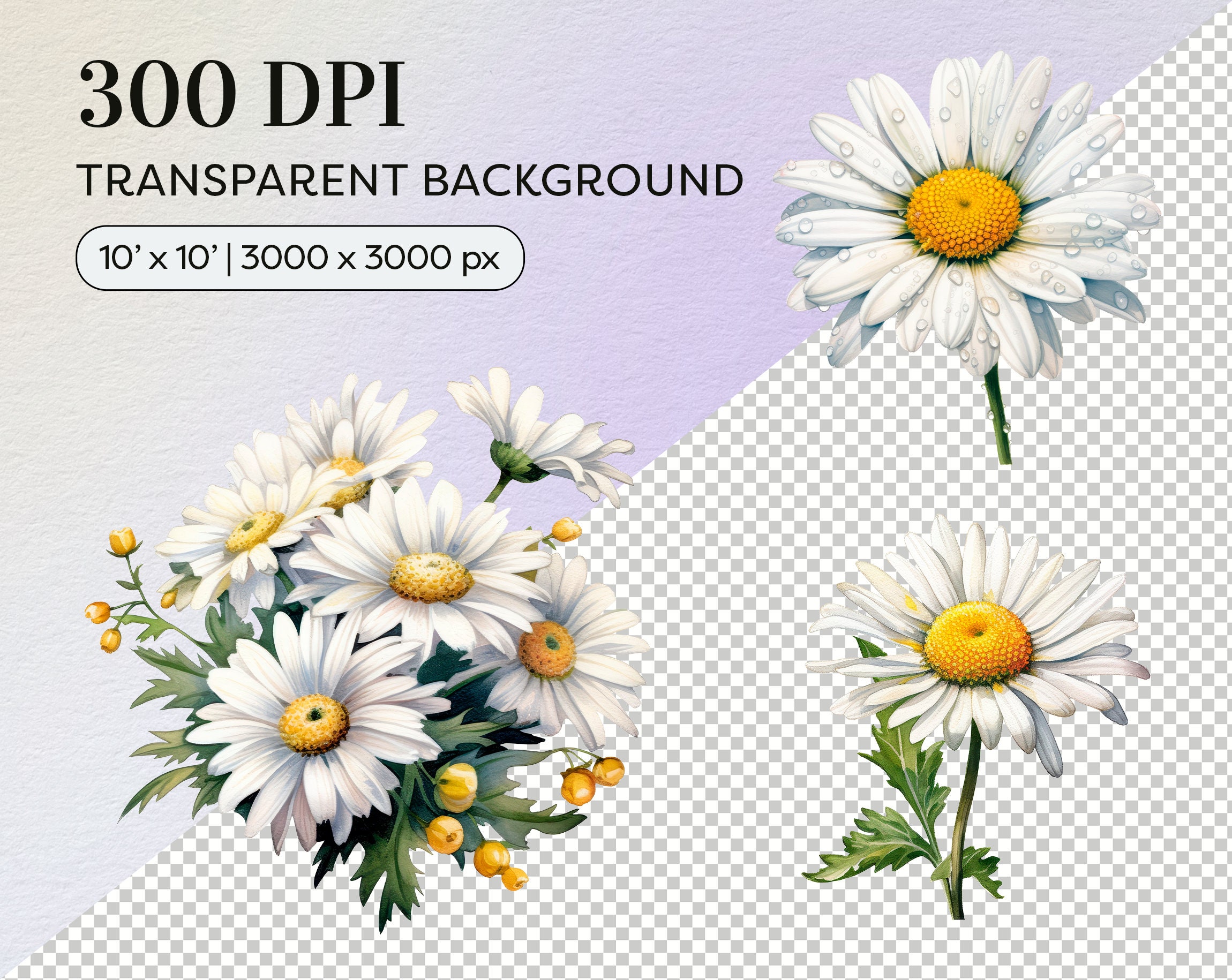 Watercolor Daisy Flower Clipart - Watercolor Flowers PNG - Commercial ...