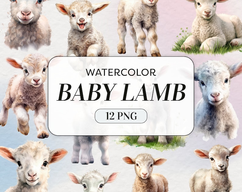 Watercolor Baby Lamb Clipart - Cute Lamb PNG - Commercial Use - Baby ...