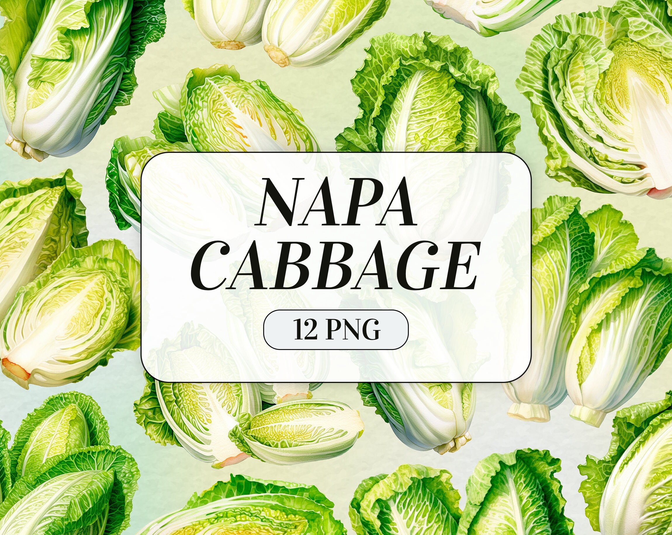 Watercolor Napa Cabbage Clipart - Watercolor Vegetables - Commercial ...