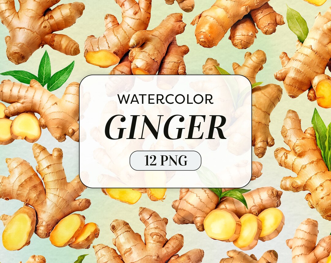 Watercolor Ginger Clipart - Watercolor Vegetables PNG - Commercial Use - Ginger Root Clipart ...