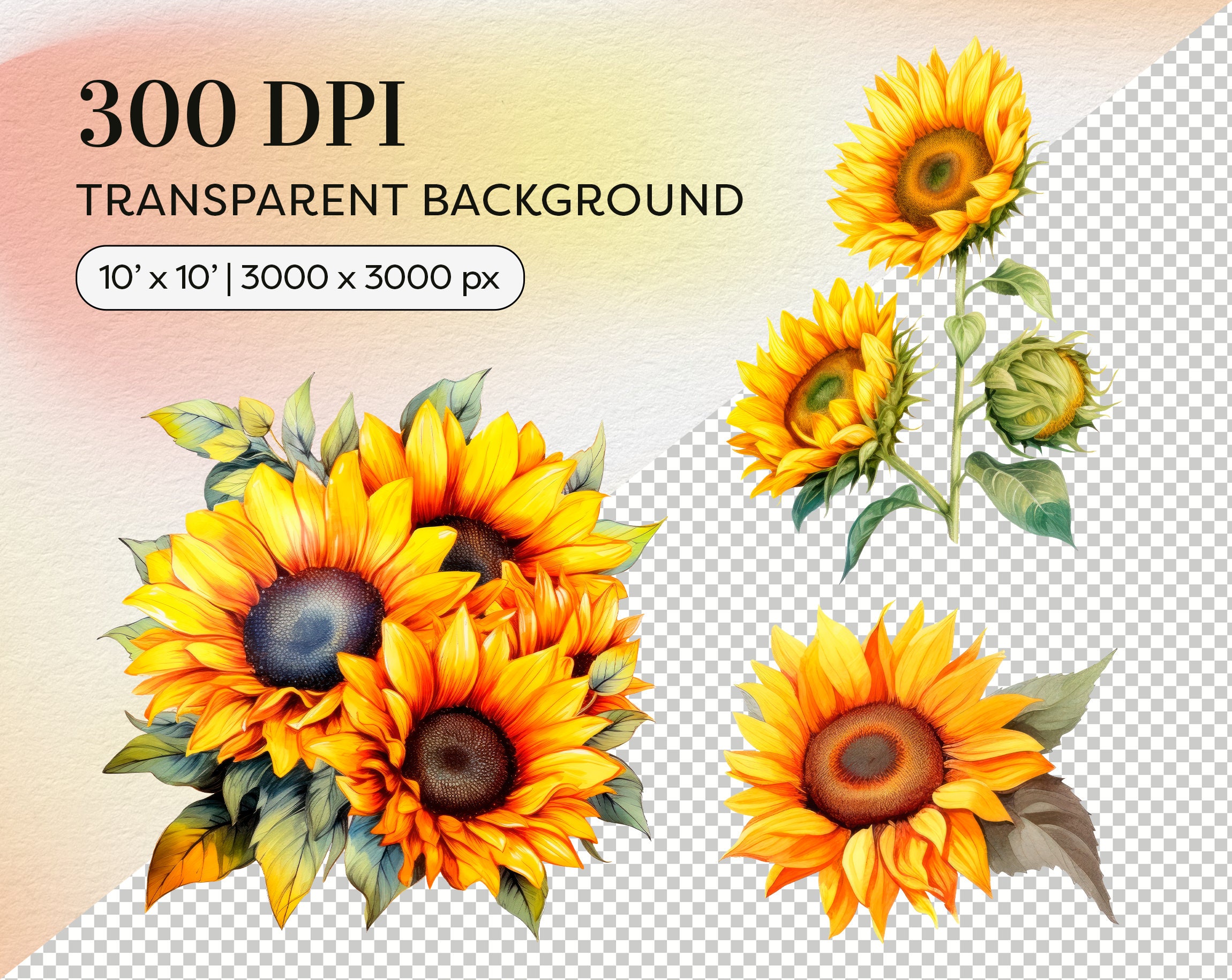 Watercolor Sunflowers Clipart Watercolor Sunflower PNG Commercial Use ...