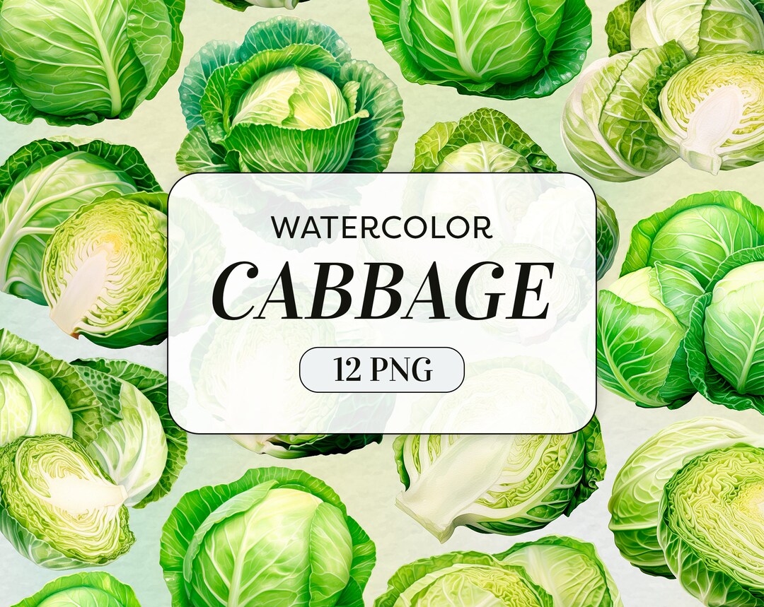 Watercolor Cabbage Clipart - Watercolor Vegetables PNG - Commercial Use ...