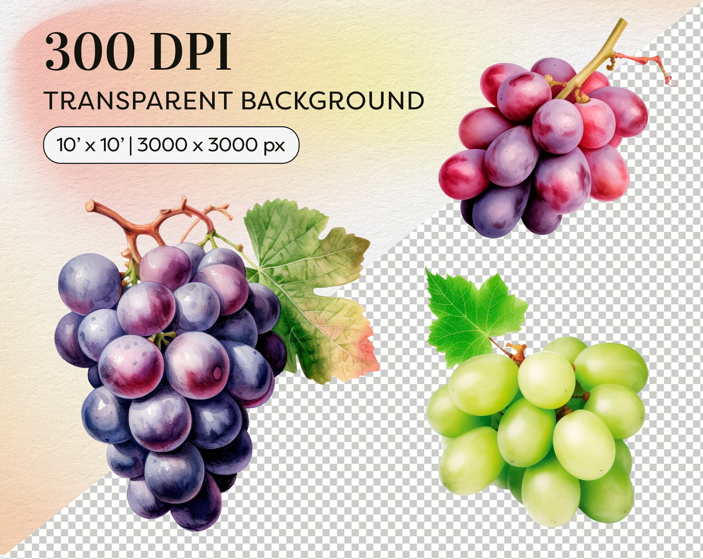 Watercolor Grapes Clipart - Watercolor Fruits PNG - Commercial Use ...