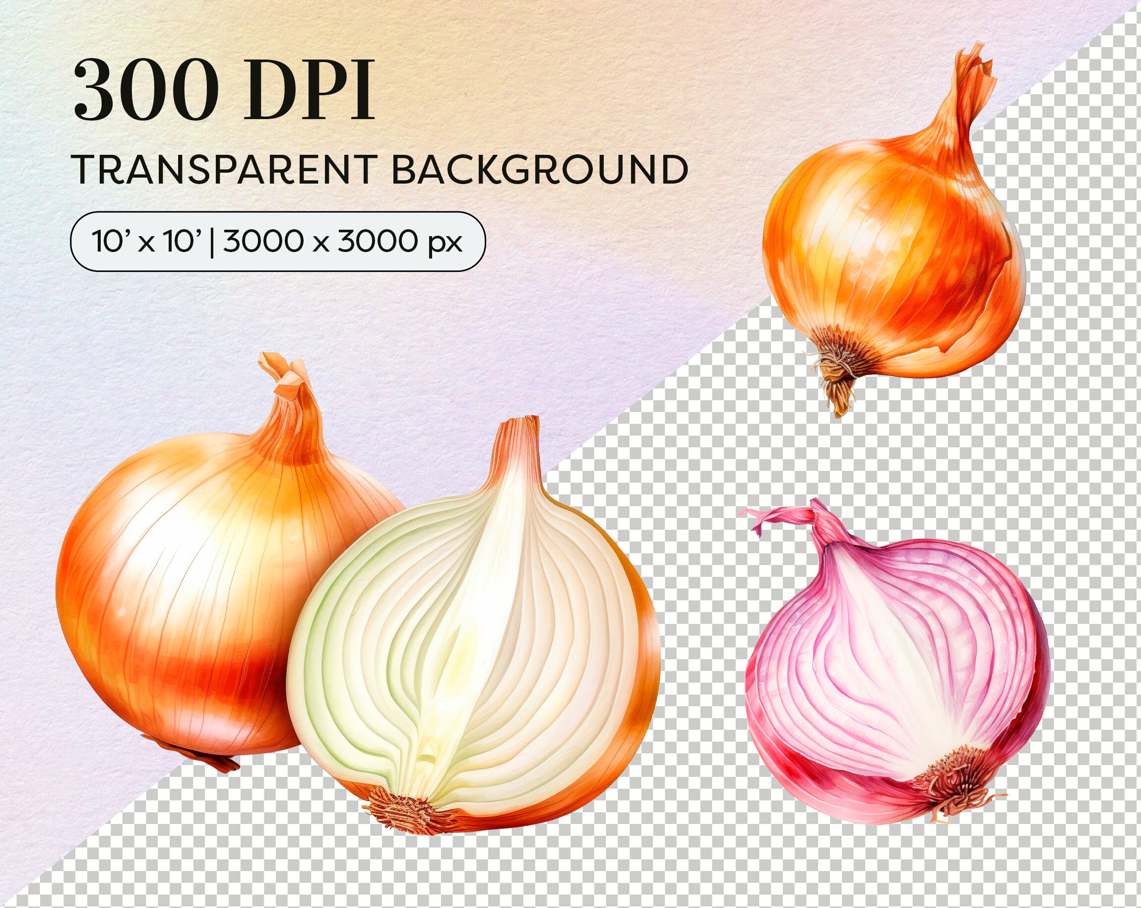 Watercolor Onion Clipart - Watercolor Vegetables PNG - Commercial Use ...
