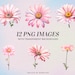 Watercolor Pink Daisy Clipart - Watercolor Flowers PNG - Commercial Use ...
