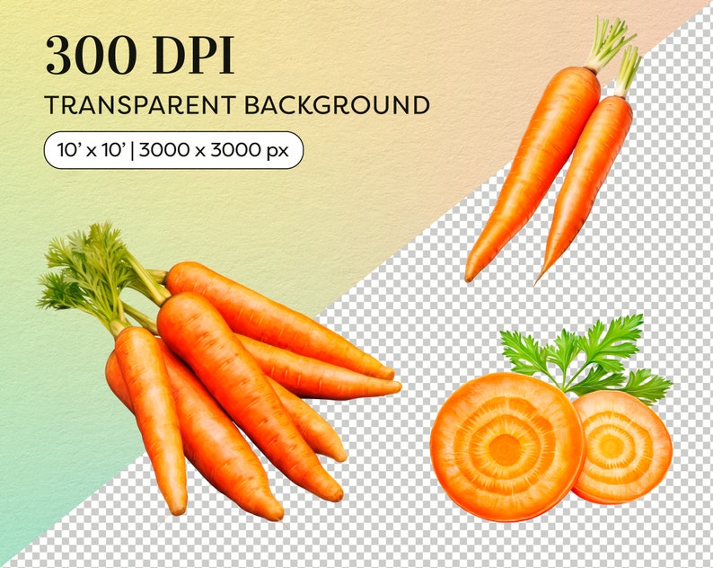 Watercolor Carrot Clipart - Watercolor Vegetables PNG - Commercial Use ...
