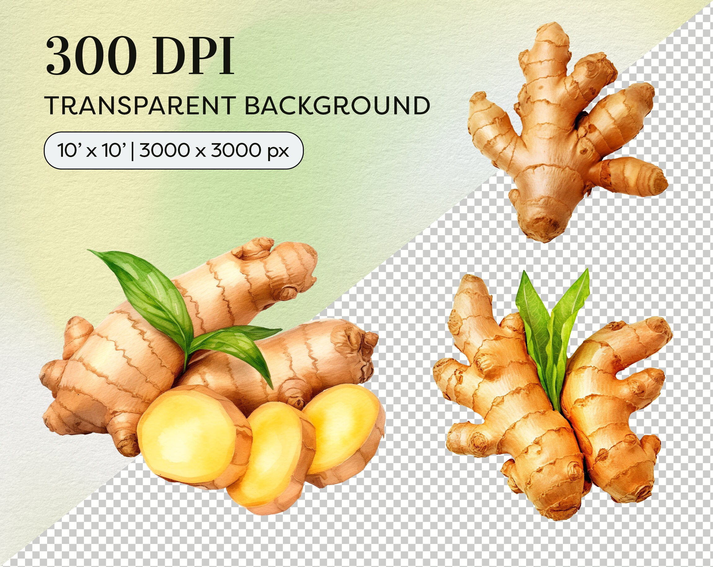 Watercolor Ginger Clipart - Watercolor Vegetables PNG - Commercial Use - Ginger Root Clipart ...