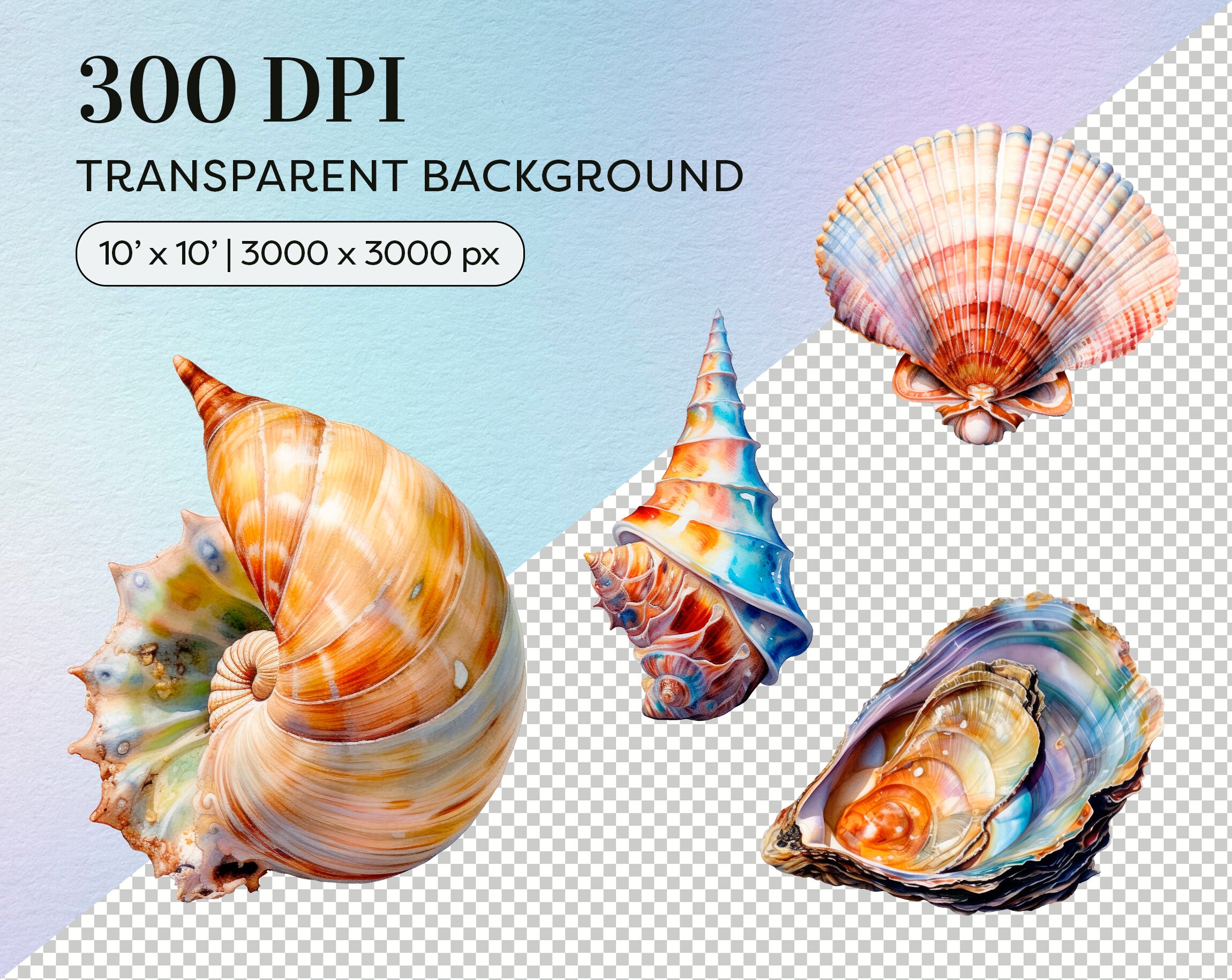 Watercolor Seashell Clipart - Seashell PNG - Commercial Use - Summer ...