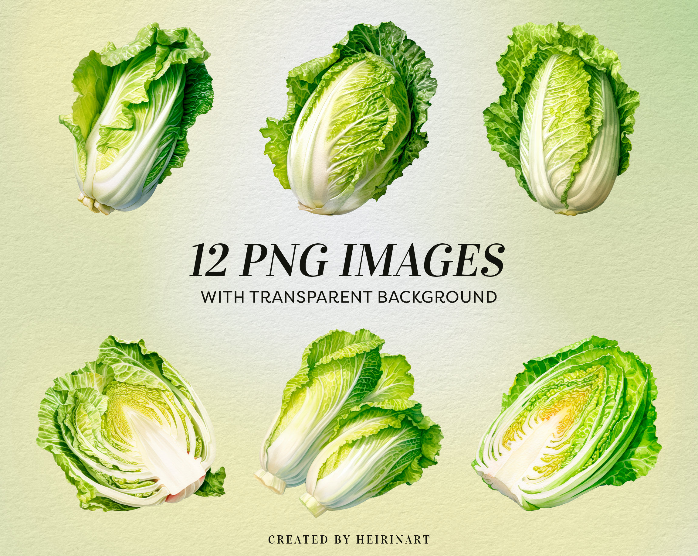 Watercolor Napa Cabbage Clipart - Watercolor Vegetables - Commercial ...