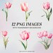 Watercolor Pink Tulip Clipart - Watercolor Flowers - Commercial Use ...