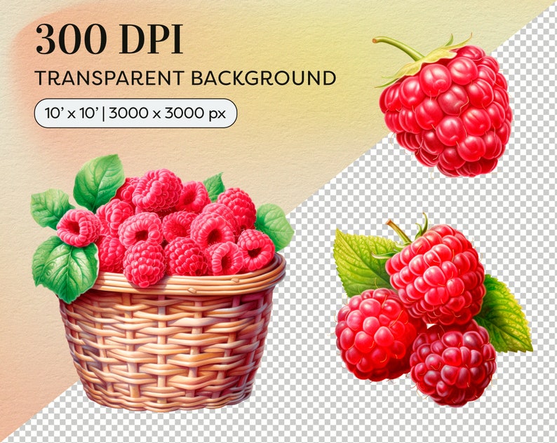 Watercolor Raspberry Clipart - Watercolor Fruits PNG - Commercial Use ...