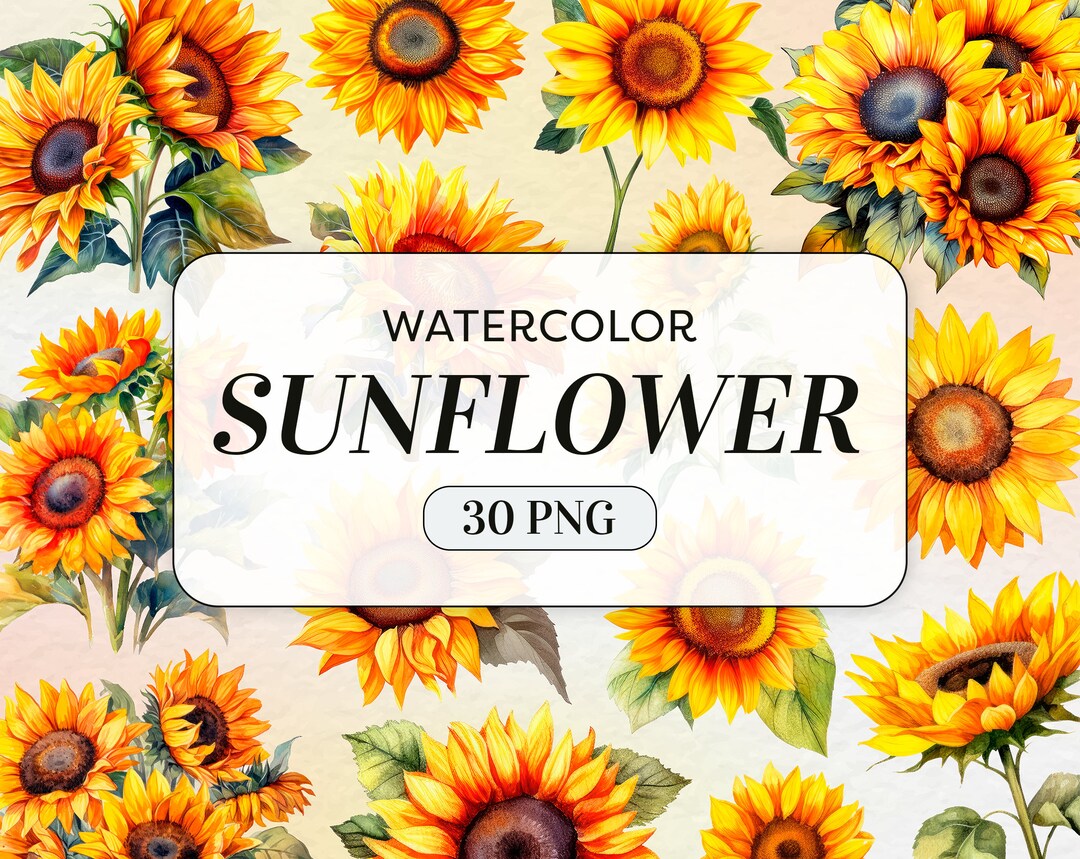 Watercolor Sunflowers Clipart - Watercolor Sunflower PNG - Commercial ...