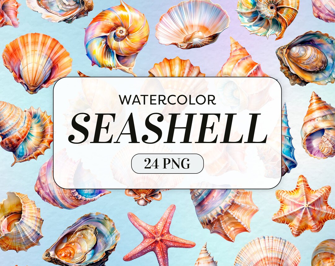Watercolor Seashell Clipart - Seashell PNG - Commercial Use - Summer ...