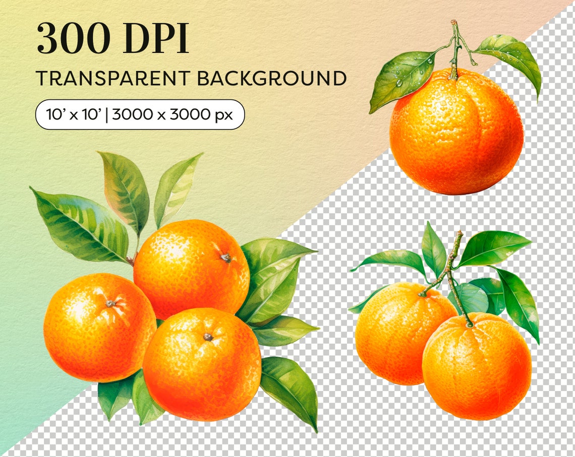 Watercolor Orange Clipart Watercolor Fruits PNG Commercial Use Juicy ...