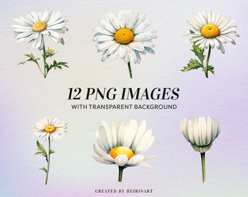 Watercolor Daisy Flower Clipart - Watercolor Flowers PNG - Commercial ...