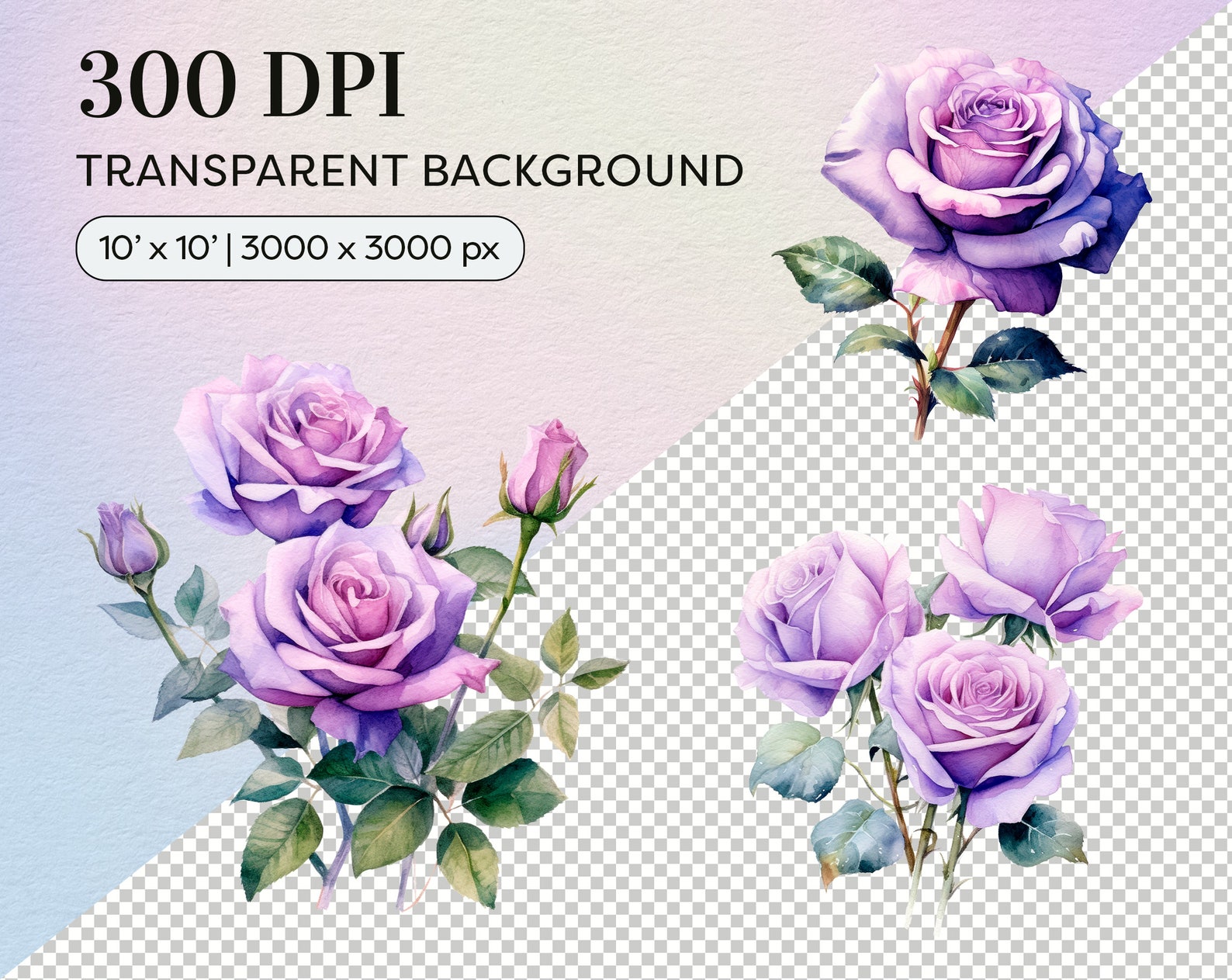 Watercolor Purple Rose Clipart - Watercolor Flowers - Commercial Use ...