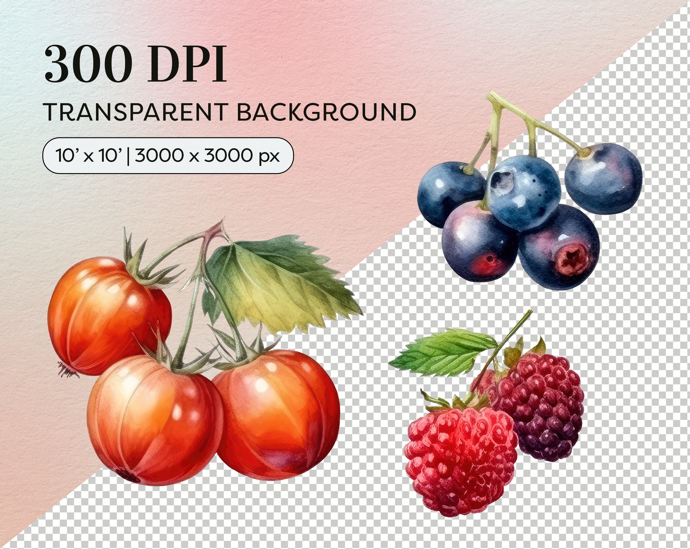 Watercolor Berries Clipart Watercolor Berry PNG Commercial - Etsy