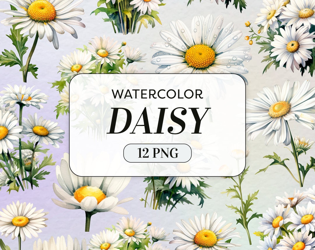 Watercolor Daisy Flower Clipart - Watercolor Flowers PNG - Commercial ...