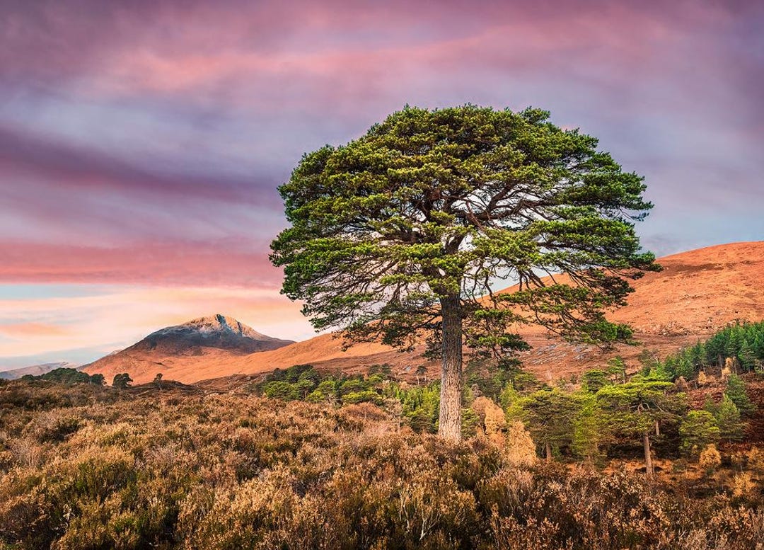 Lone Pine Tree, Glen Affric Scotland – Scottish Highlands Landscape ...