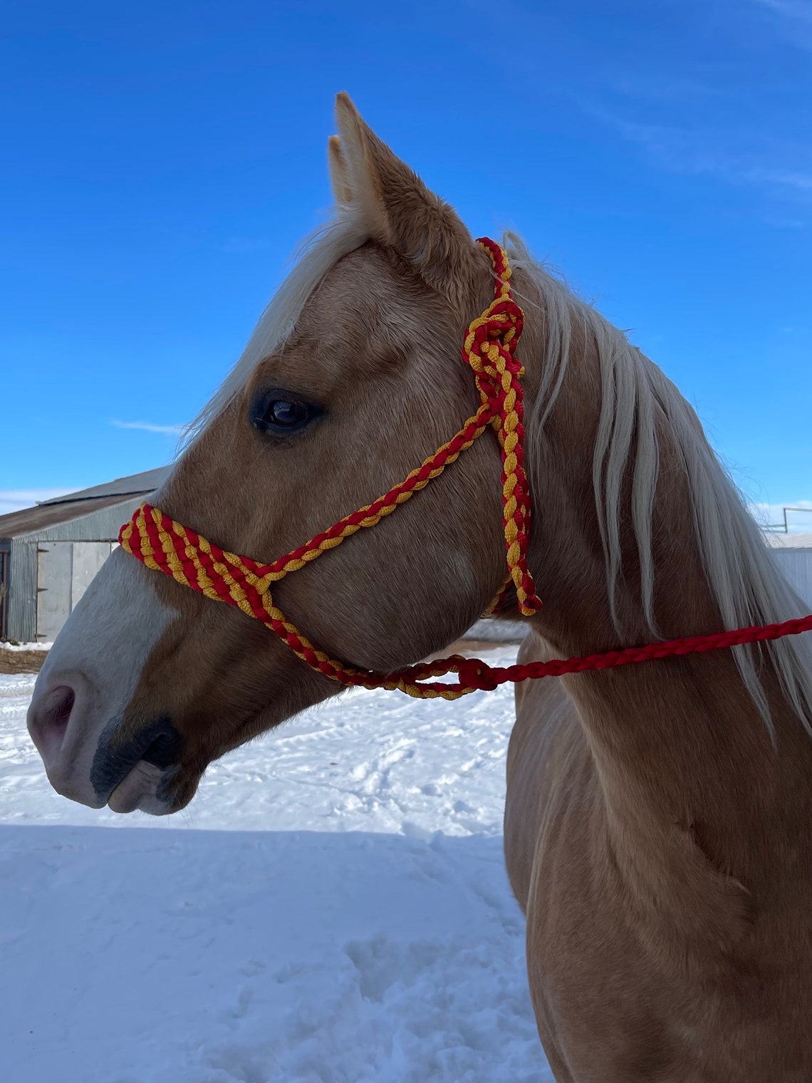 Custom Mule Tape Halter - Etsy