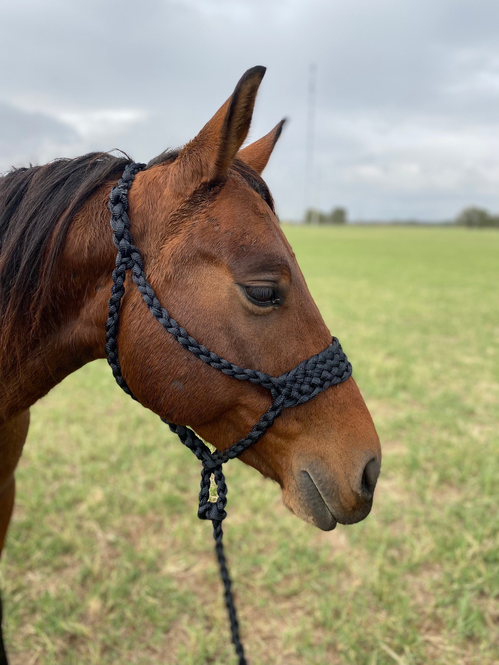 Custom Mule Tape Halter - Etsy