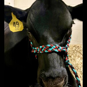 Cattle Rope Halter - Etsy