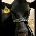 Cattle Rope Halter - Etsy