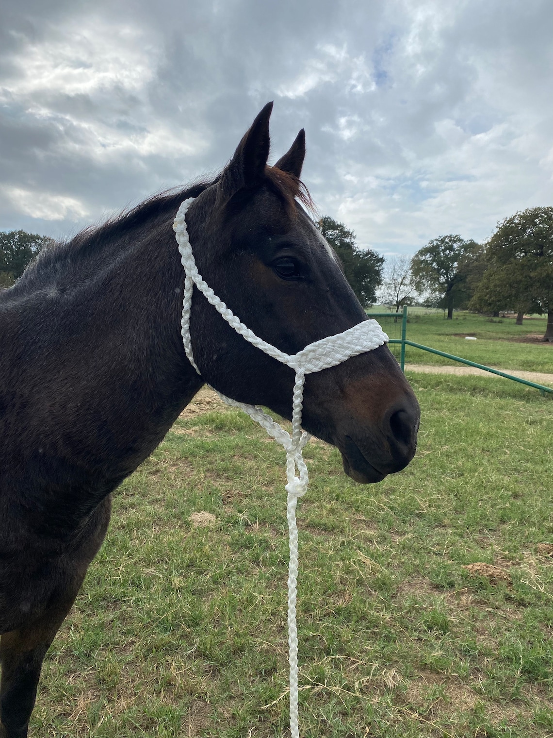 Custom Mule Tape Halter - Etsy