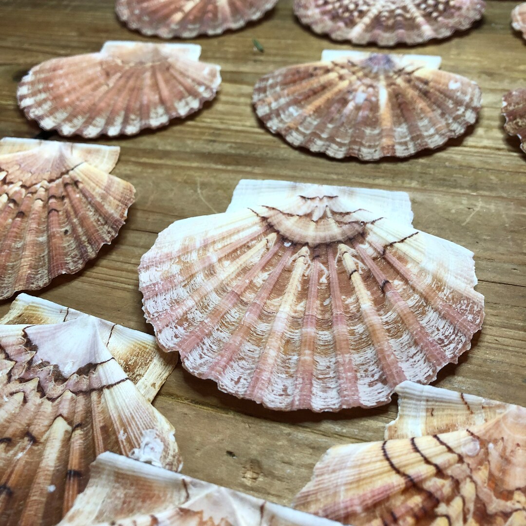 Set of 4 Flat Scallop Shells Cleaned 10 to 11 Cm / Brittany, France ...