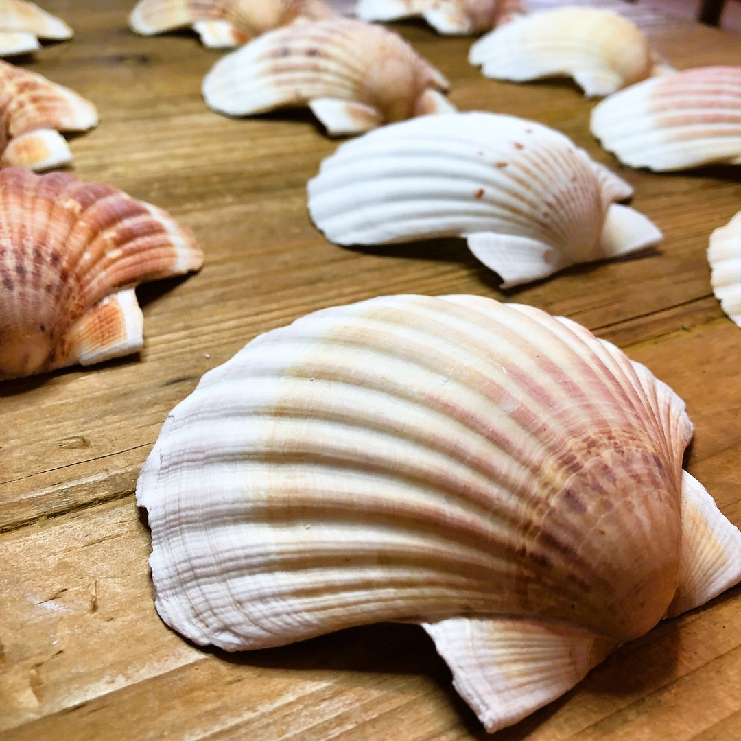 Scallop Shell Cleaned 10 to 12 Cm / From Brittany, France Decoration ...