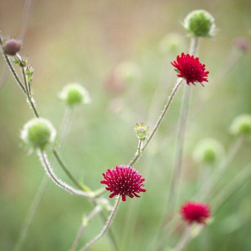 Scabious - Etsy UK