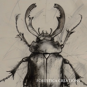 Beetle Sketch | Moody Insect Printable, Dark Cottagecore Wall Art, Dark ...