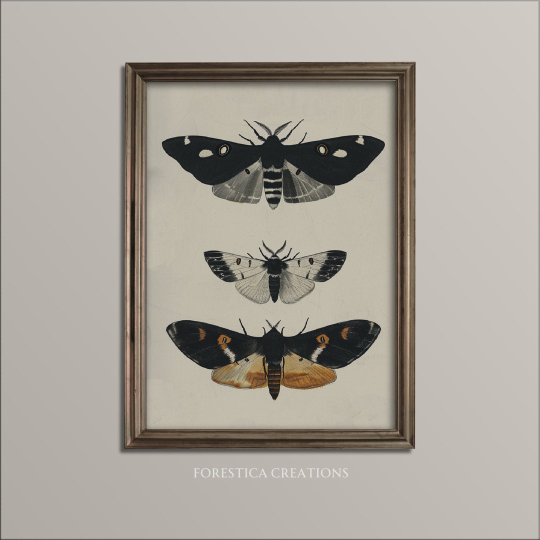 Moth Chart | Dark Academia Print, Moody Insect Printable, Dark ...