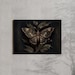 Moth Dark Cottagecore Wall Art Moody Botanical Printable - Etsy
