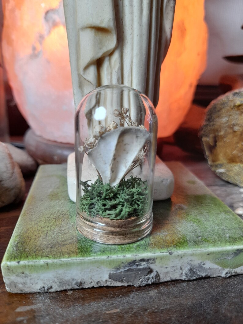 Rat Scapula, Humerus and Femur Bones, Reindeer Moss and Dried Flowers ...