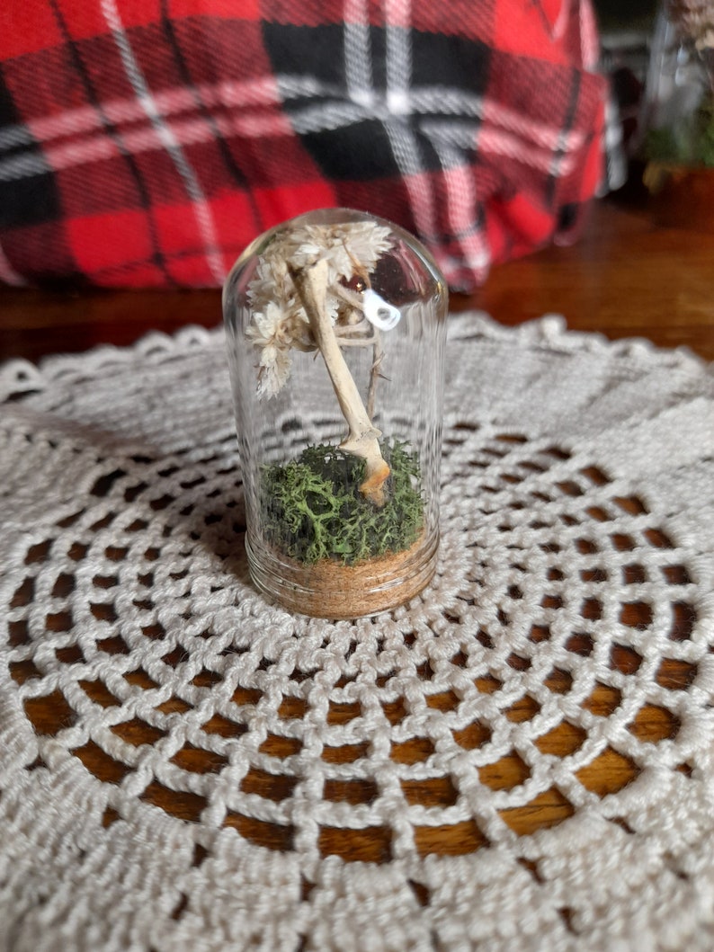 Rat Scapula, Humerus and Femur Bones, Reindeer Moss and Dried Flowers ...