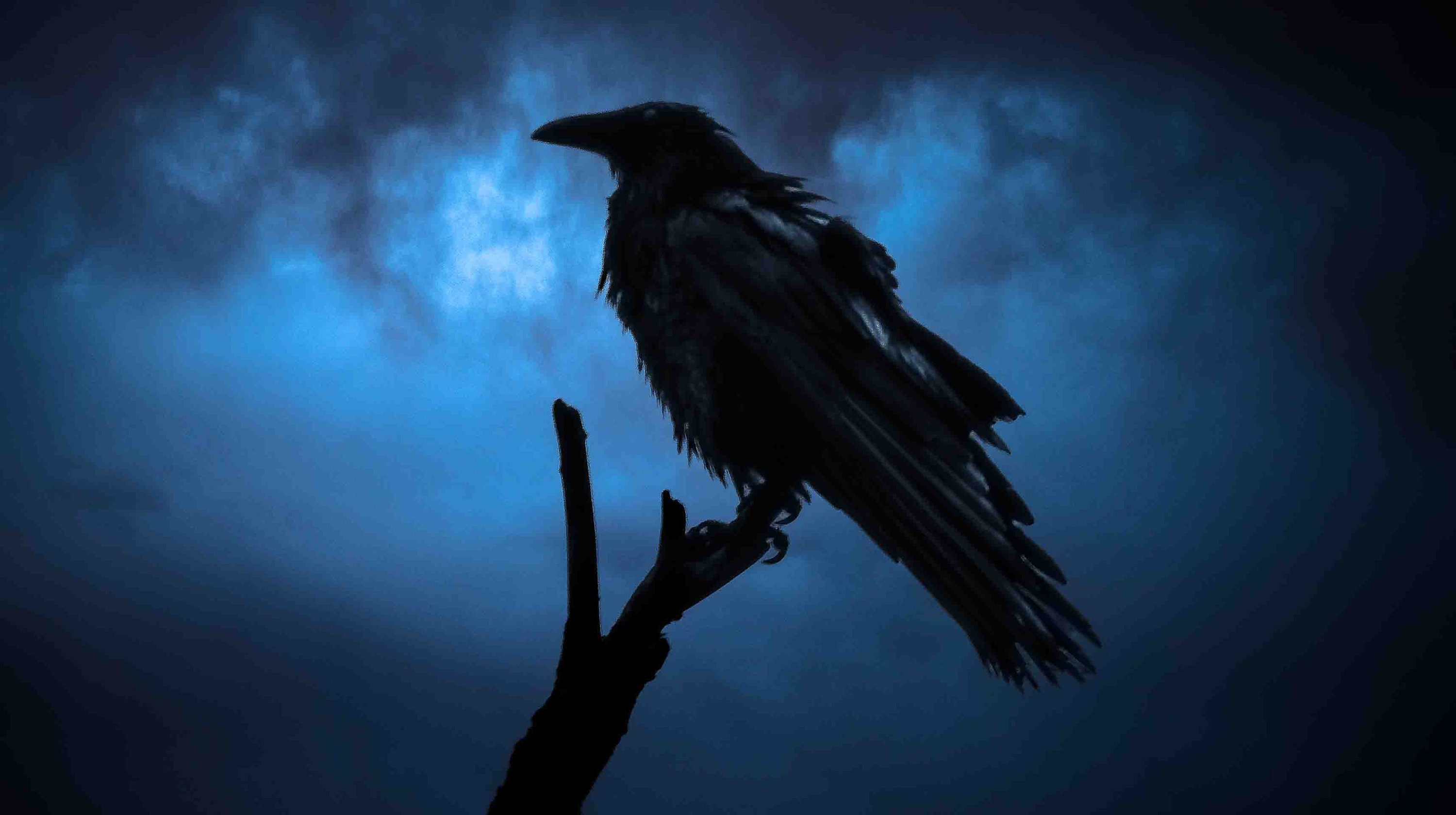 Raven Print, Animal Art, Dramatic, Wildlife Prints, Birds. - Etsy