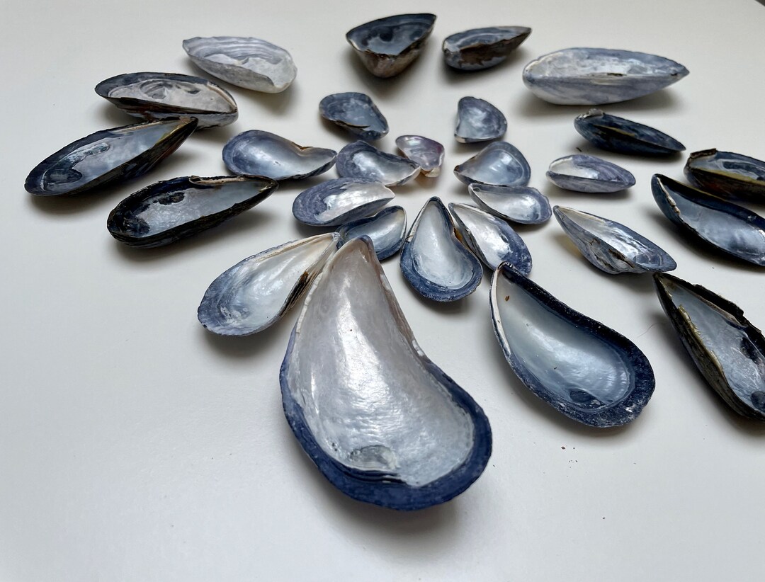 Mussel Shells: 30 - 2-3” Shells , Beach Craft Supply, Coastal Decor ...